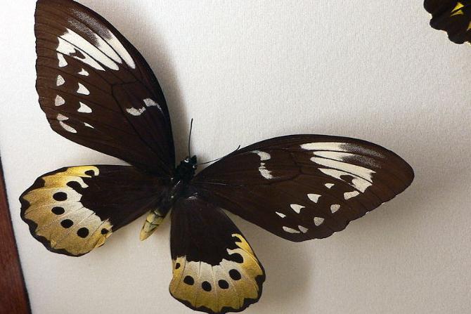 Audubon Insectarium in New Orleans | Visit A City