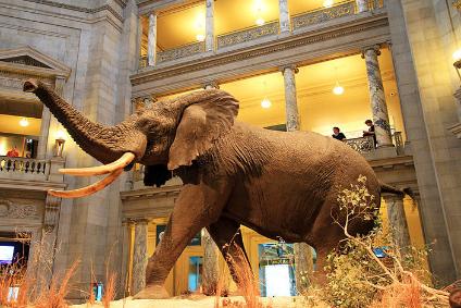 National Museum of Natural History in Washington D.C. | Visit A City