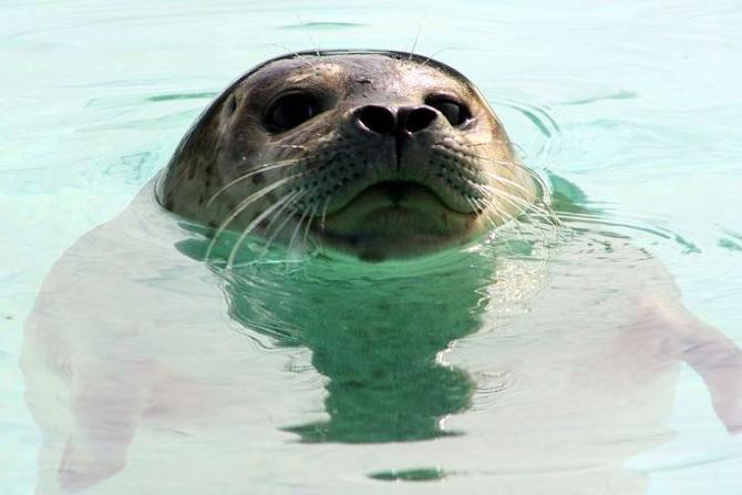 Reykjavík Zoo & Family Park in Reykjavik | Visit A City