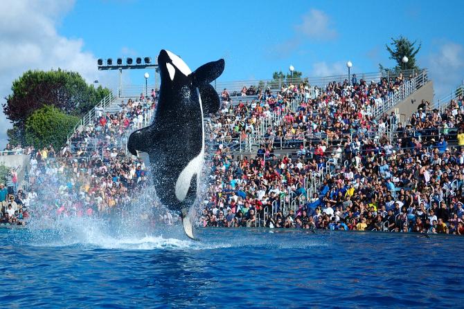 SeaWorld in Orlando | Visit A City