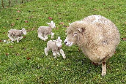 Sheep World in Auckland | Visit A City
