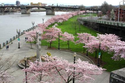 Tom McCall Waterfront Park in Portland Oregon | Visit A City