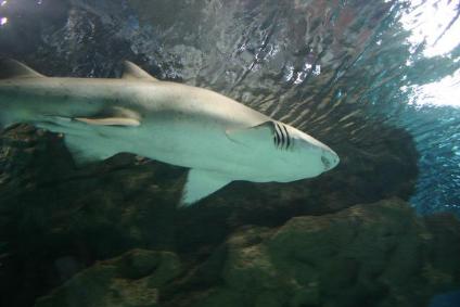 Blue Planet Aquarium in Chester | Visit A City