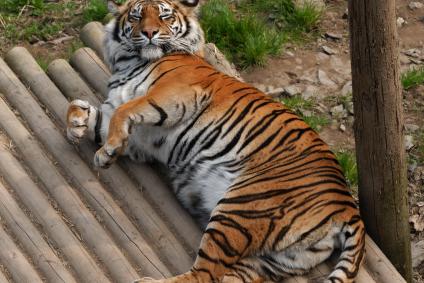 Welsh Mountain Zoo in Conwy | Visit A City