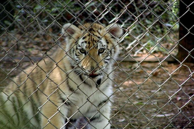 Big Cat Rescue in Tampa | Visit A City