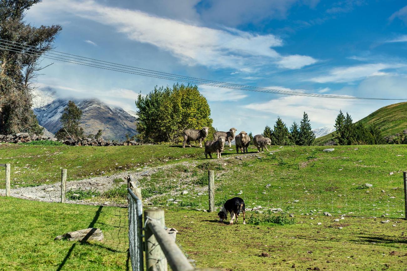 Walter Peak High Country Farm in Queenstown | Visit A City