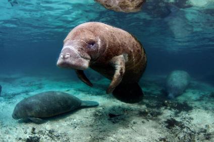 Manatee Viewing Center in Tampa | Visit A City