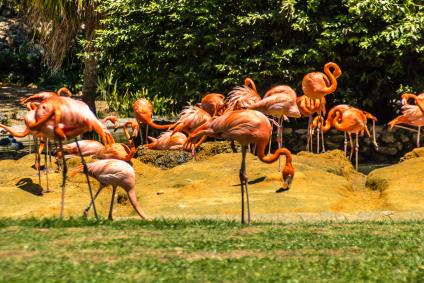 ZooTampa at Lowry Park in Tampa | Visit A City