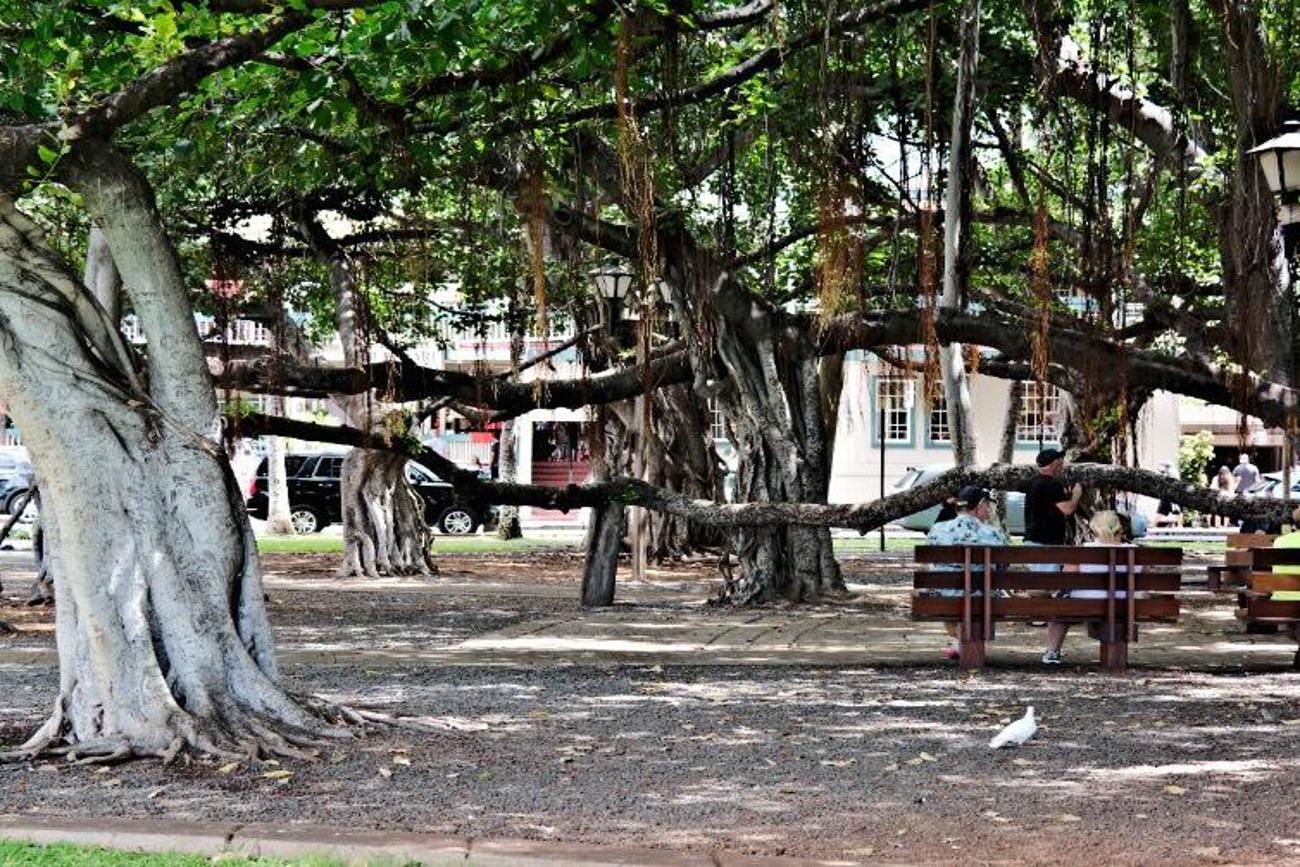 Banyan Tree Park in Maui | Visit A City