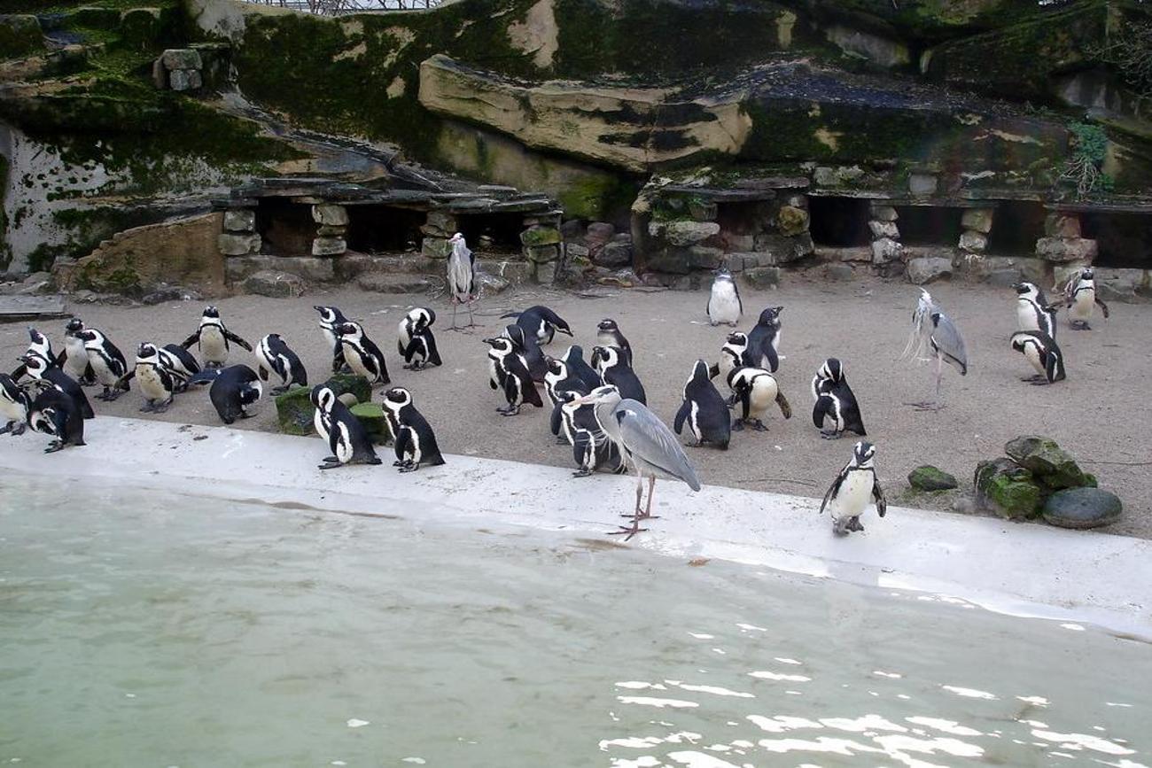 Artis Royal Zoo in Amsterdam | Visit A City