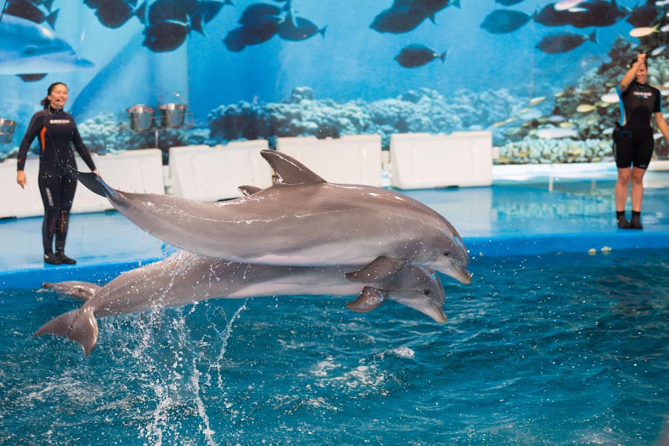 Parc Zoològic in Barcelona | Visit A City